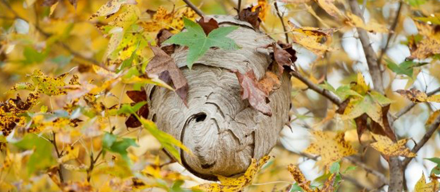 Photo Gallery – Longbow Resort