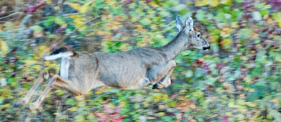 Photo Gallery – Longbow Resort