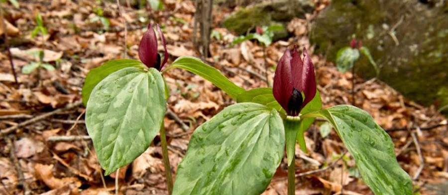 Photo Gallery – Longbow Resort