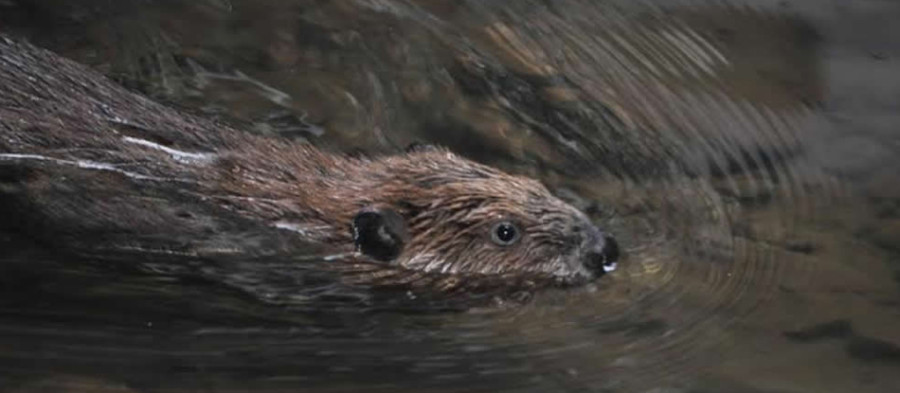 Photo Gallery – Longbow Resort